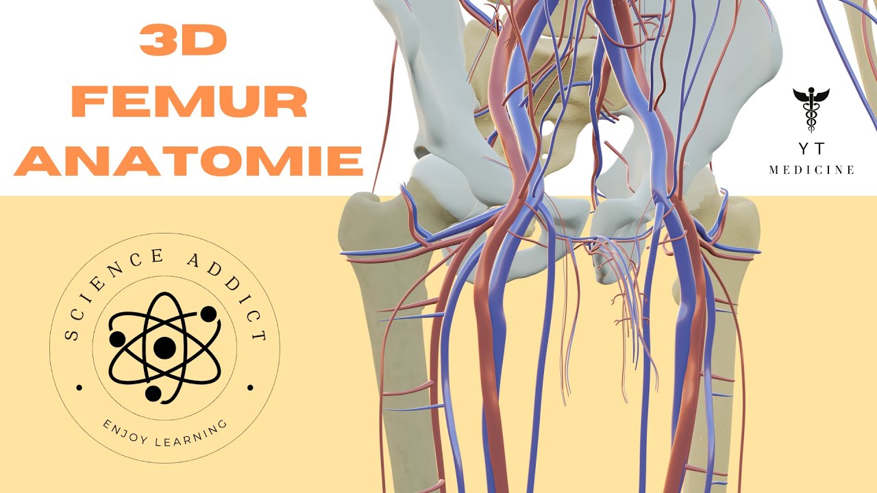 Oberschenkelknochen(Femur) Anatomie 3D Animation - YouTube