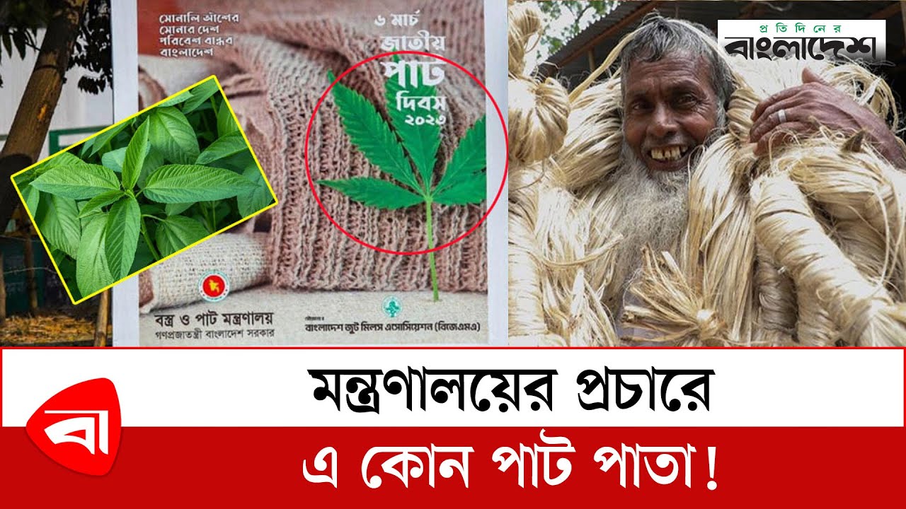 মন্ত্রণালয়ের প্রচারে এ কোন পাট পাতা! | National Jute Day | Protidiner ...