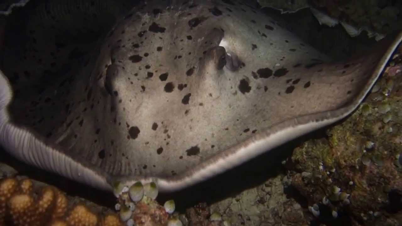 Marble Ray in Maldives (Night Dive) - YouTube