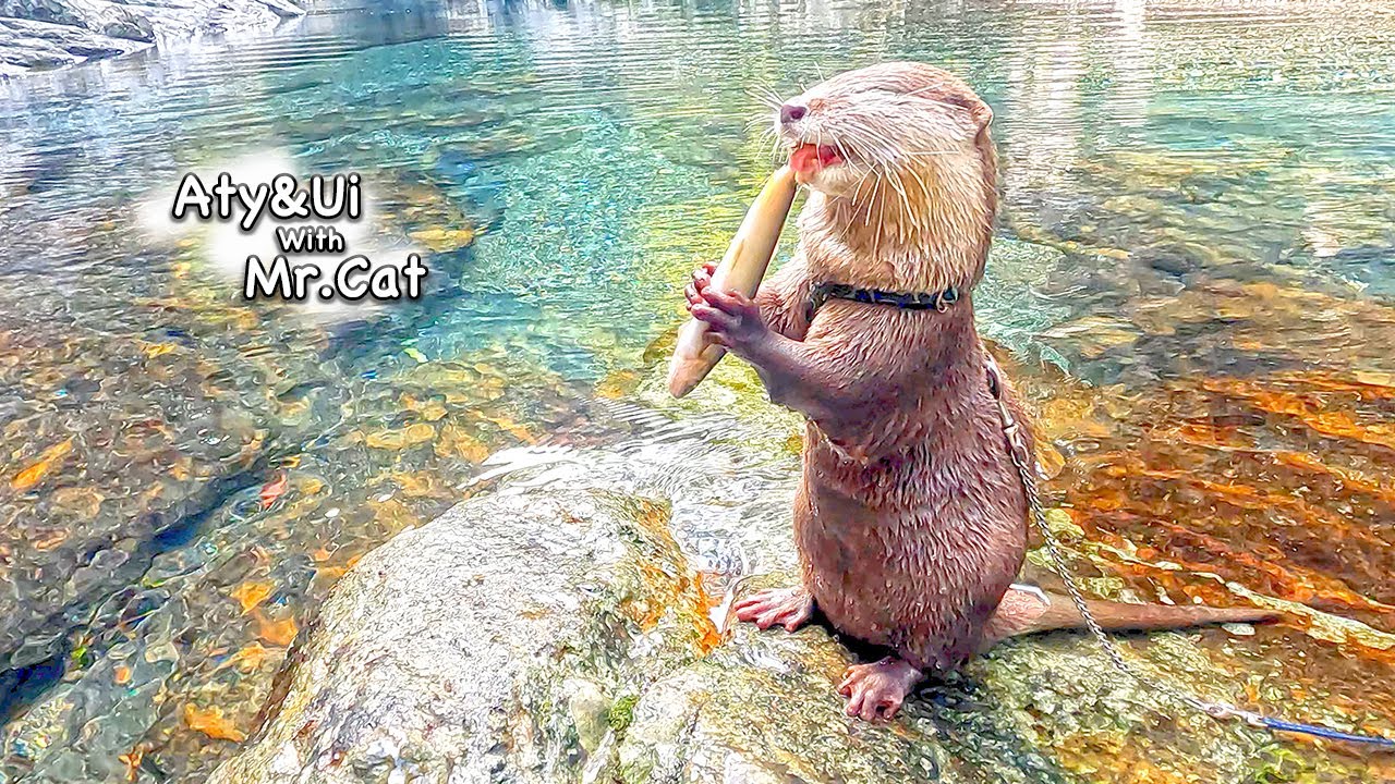 Otters Enjoying Morning Sweetfish in Nature [Otter Life Day 788] - YouTube