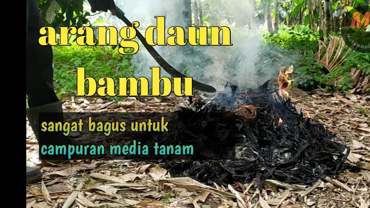 membuat arang daun bambu - YouTube