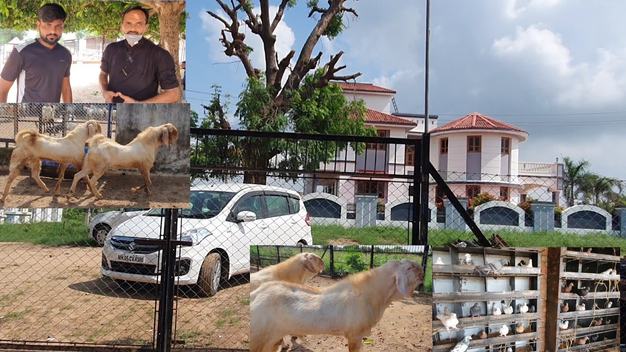 Umatiya Goat Farm Chhapi Gujarat | Goat Breeding Setup. - YouTube