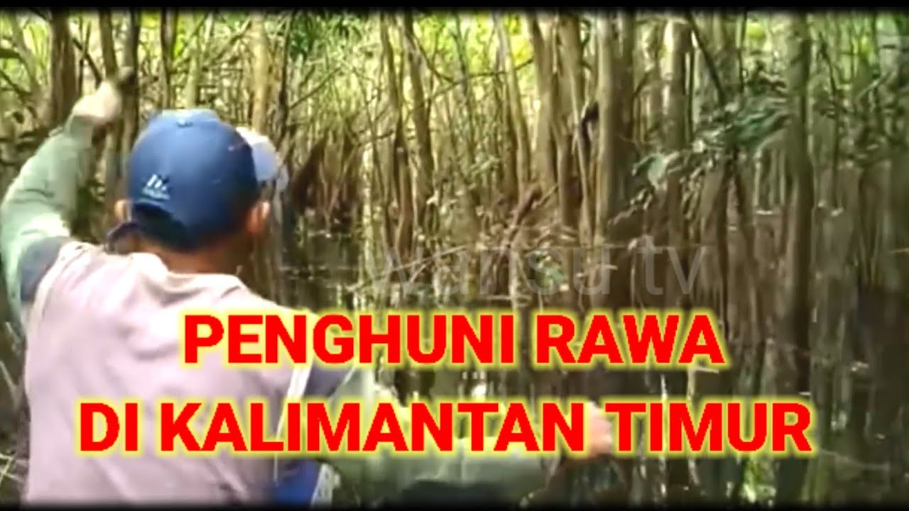 LUAR BIYASA TEMPAT GABUS DAN BAUNG HANYA DI RAWA KALIMANTAN - YouTube