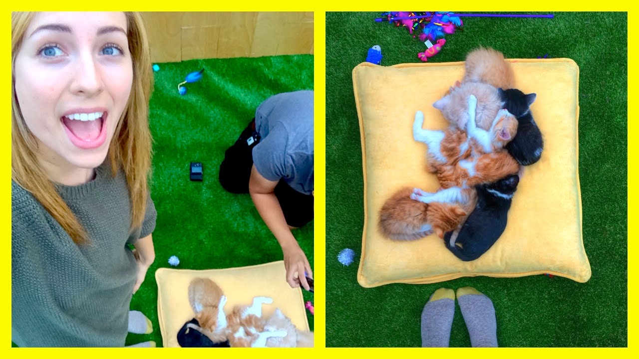 kitten therapy - YouTube