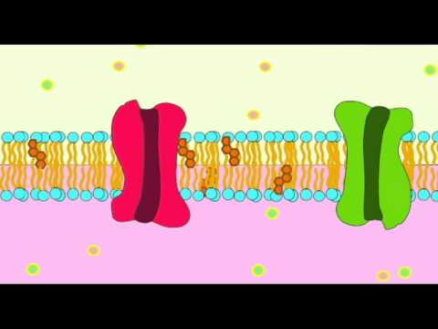 AP1: CELL MEMBRANE: PROTEIN CHANNELS - YouTube
