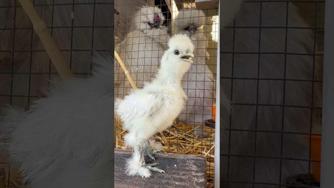 Fluffy White Chick Alert - YouTube