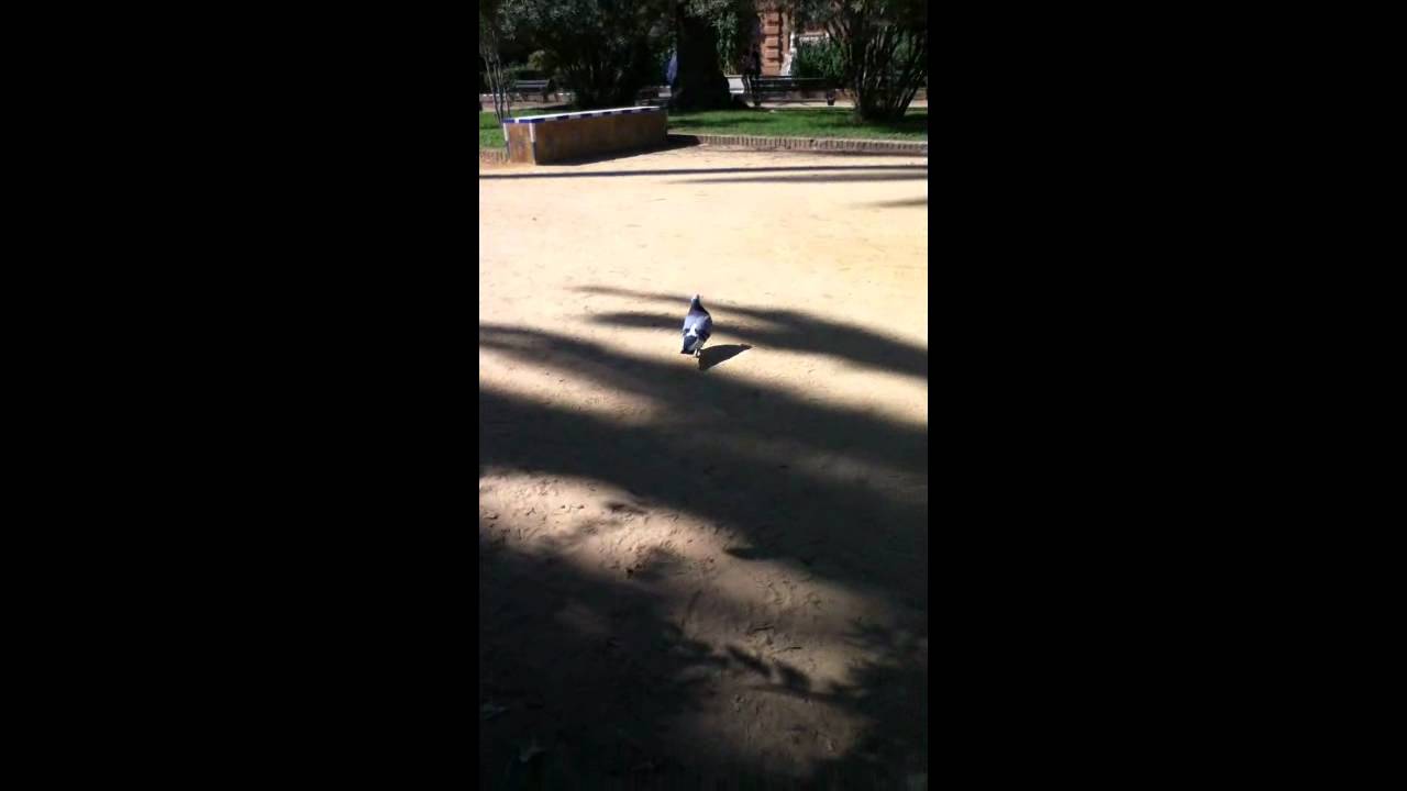 Radioactive Pigeon - YouTube