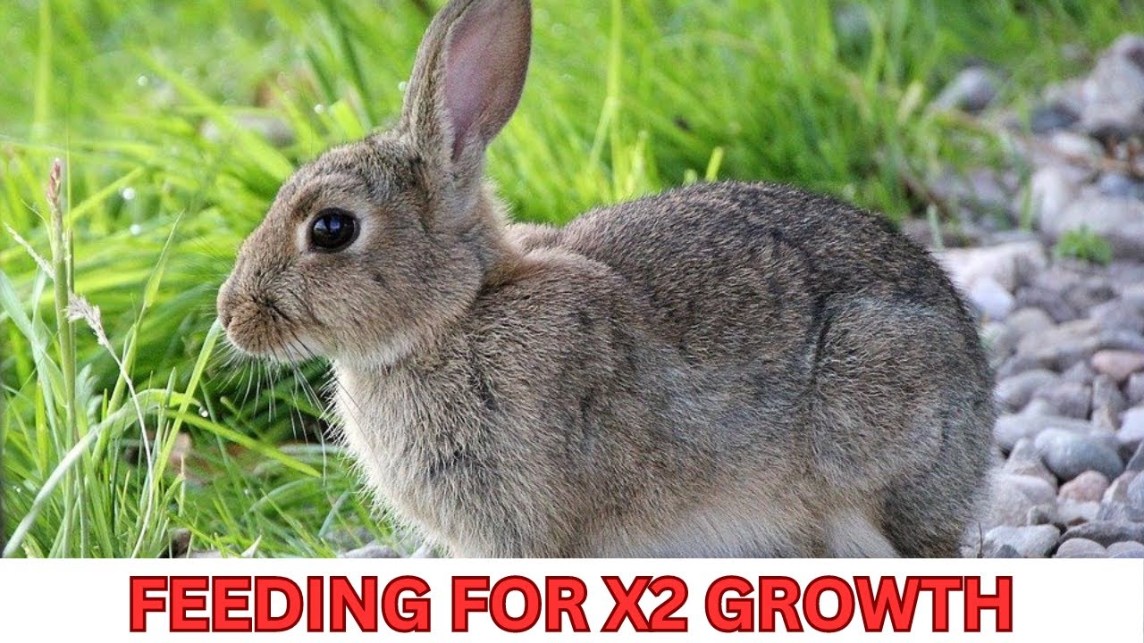 Unlocking the Secrets to Rapid Rabbit Growth - YouTube