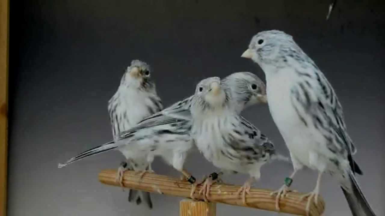 alex&mauro - allevamento canarini di colore @Hobbycanariniit