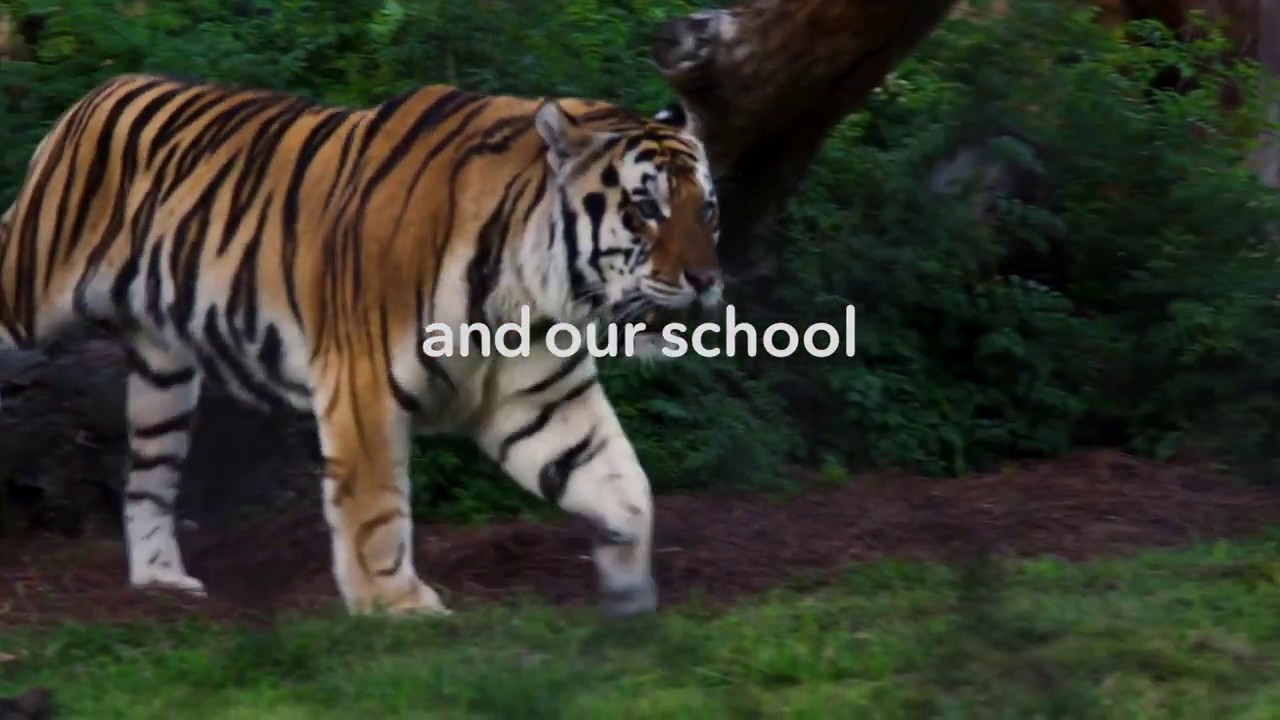 CONGRATULATIONS LSU TIGERS! NCAA NATIONAL CHAMPIONS! - YouTube