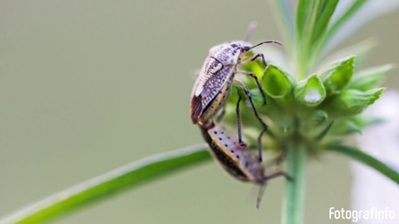 Slideshow Photo Macro Serangga : Kepik Emas, Belalang, Cengcorang - YouTube