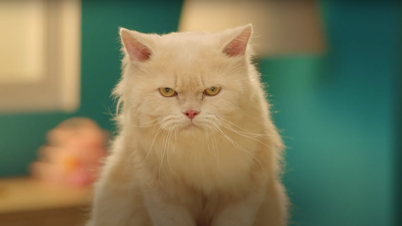 Goodest Cat Presents: An Ad Made For Cats - YouTube