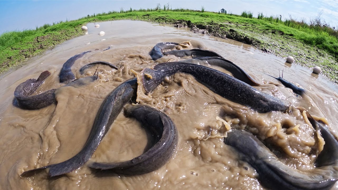 Amazing Fishing - Fisherman catch a lot of fish in meadow in shallow ...