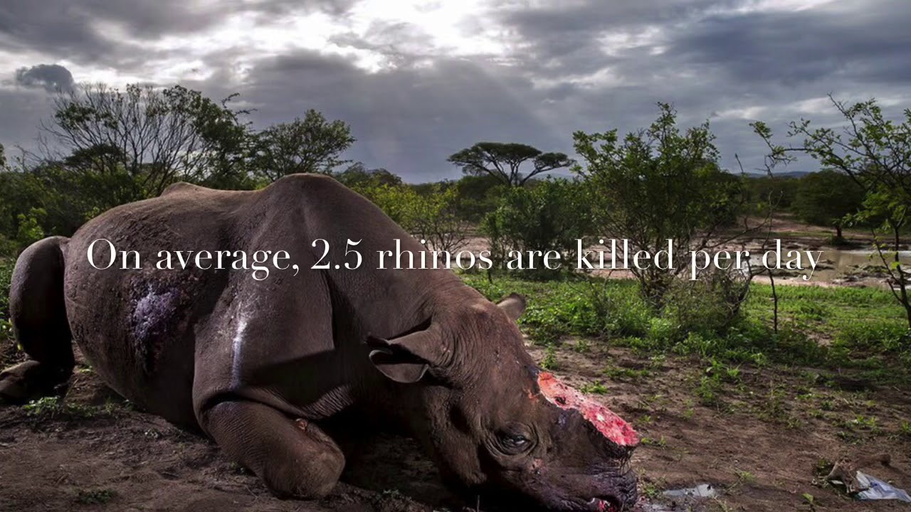 Endangered Species PSA - YouTube