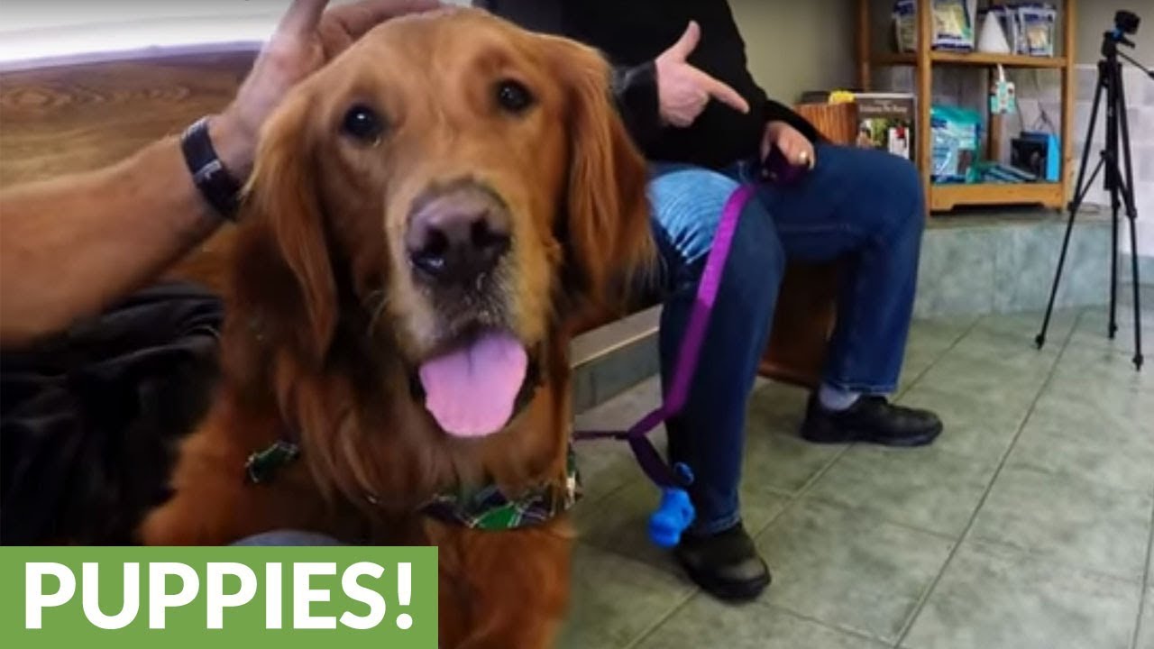 Veterinarians show touching compassion for miracle dog - YouTube