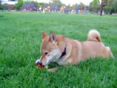 Shiba Inu - Tsuki & Jack Russell - Pancho - YouTube