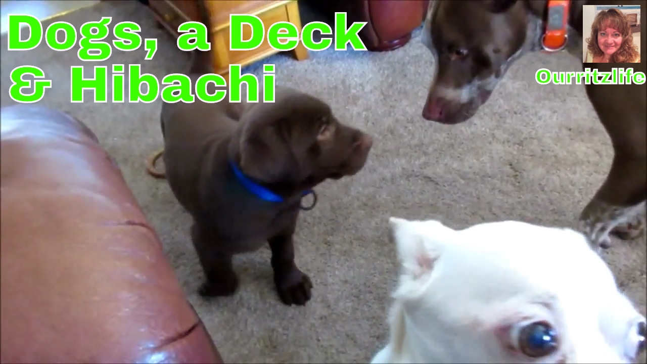 Dogs, a Deck and Hibachi - YouTube