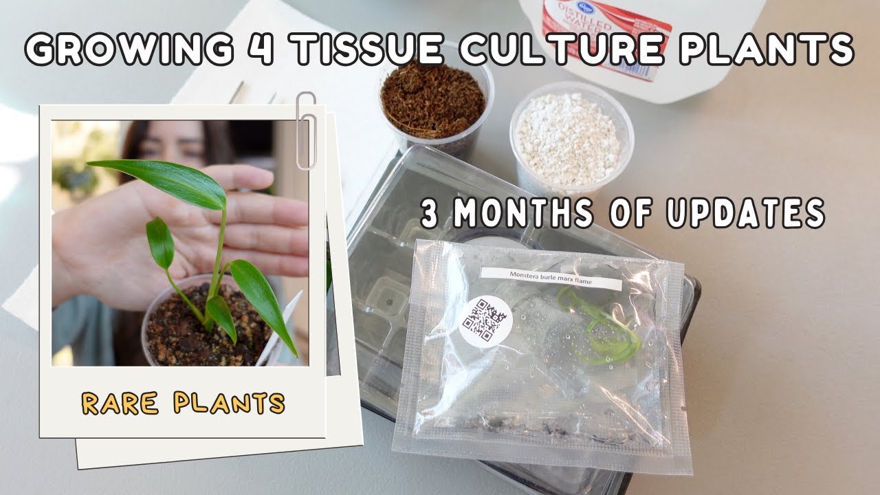 Grow 4 Tissue Culture Plants With Me! 3 Months of Progress Updates ...