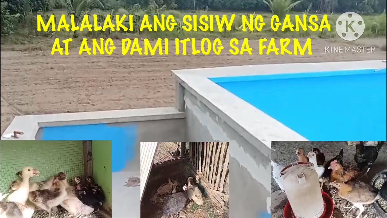 MALALAKI PALA ANG SISIW NG GANSA AT ANG DAMI ITLOG SA FARM - YouTube