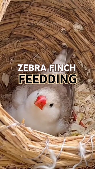 ZEBRA FINCH FEEDDING#short#shortbird#zebrafinch#goldfinch#gouldianfinch ...