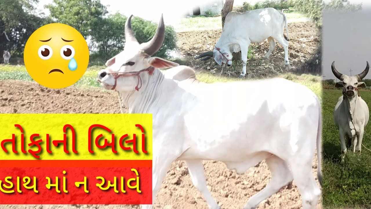 Kakarej vachhada ox markit badad - YouTube
