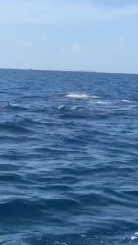 BEAUTIFUL FISH IN THE SEA. - YouTube