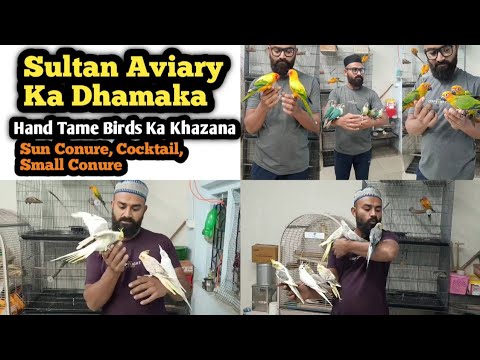 Sultan Aviary Bhavnagar Hand Tame Bird's Ka Khazana Sun Conure, Cocktail, Small Conure - YouTube