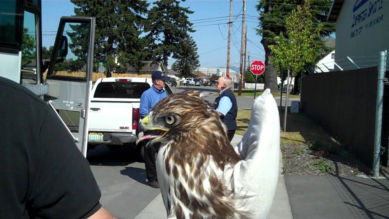 Raptor Management - Airporter Shuttle - Red-tailed Hawk - YouTube