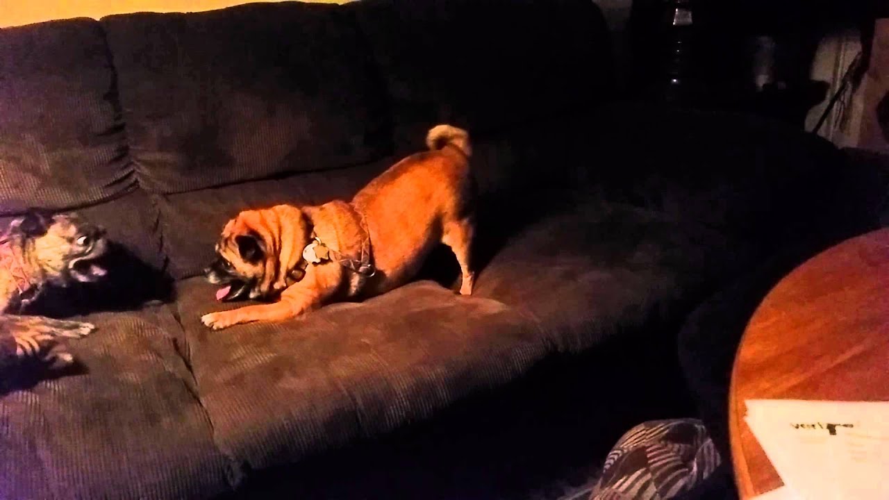 Fun time couch time - YouTube