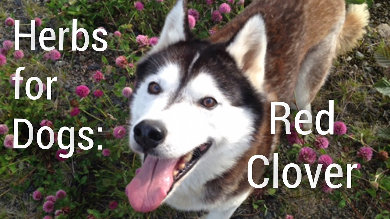 Herbs for Dogs: Red Clover - YouTube