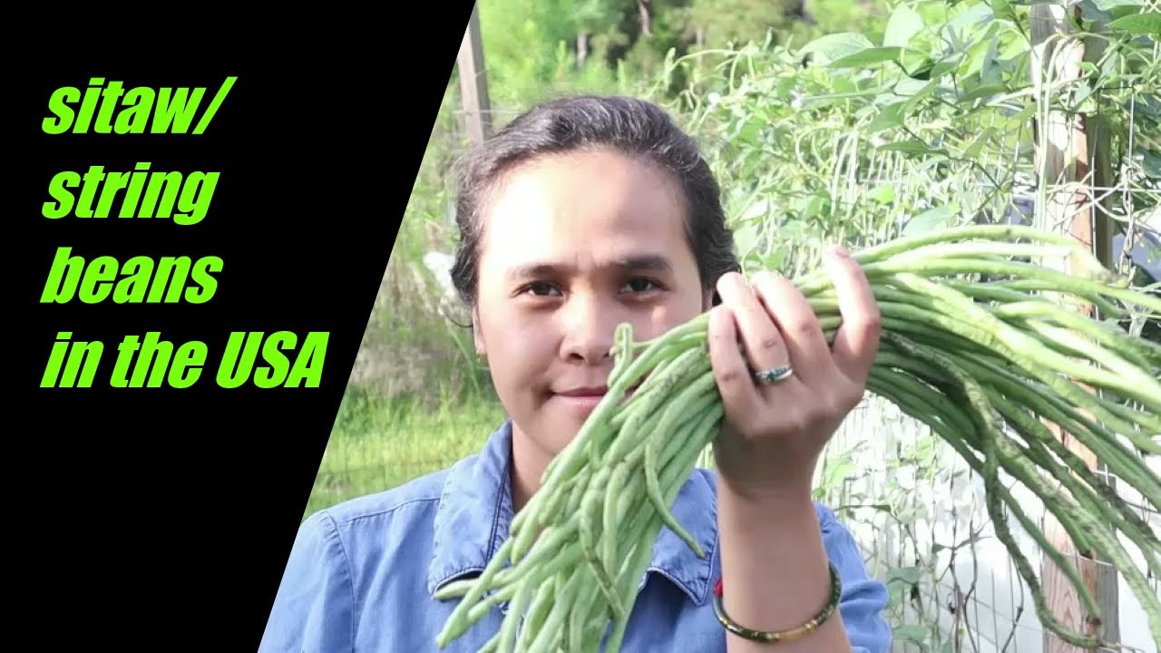 HARVESTING STRING BEANS/ SITAW in the USA - YouTube