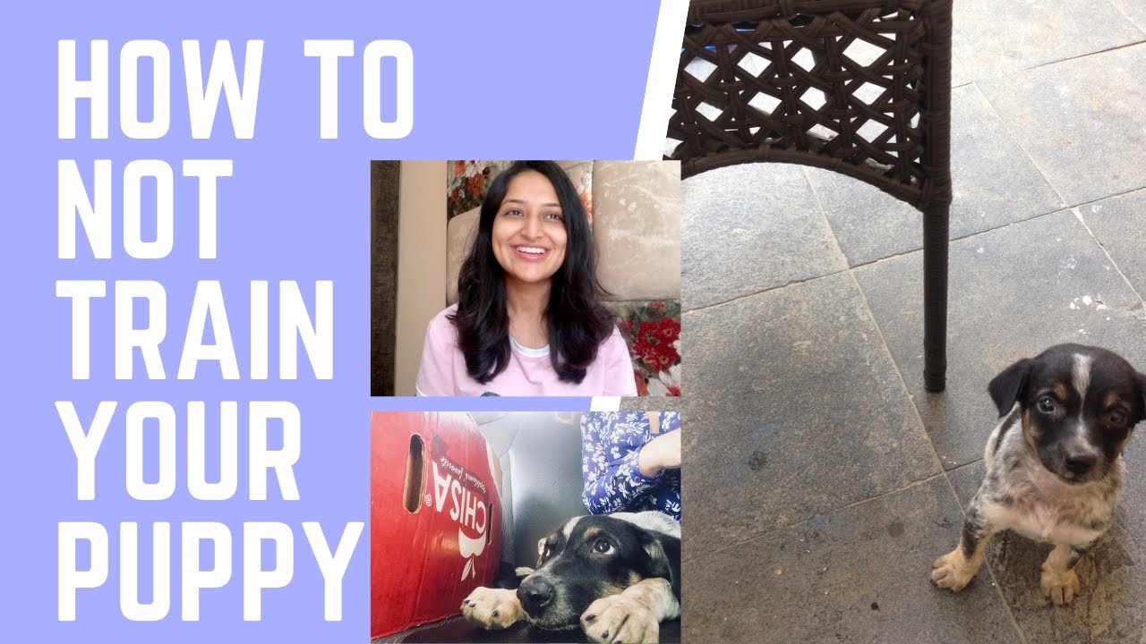 How to train your puppy| Indie dog training tips| Dos and Donts - YouTube