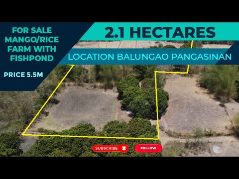 (V302) 2.1 HECTARES MANGO AND RICE FARM, PRICE 5.5M, LOCATION BALUNGAO ...