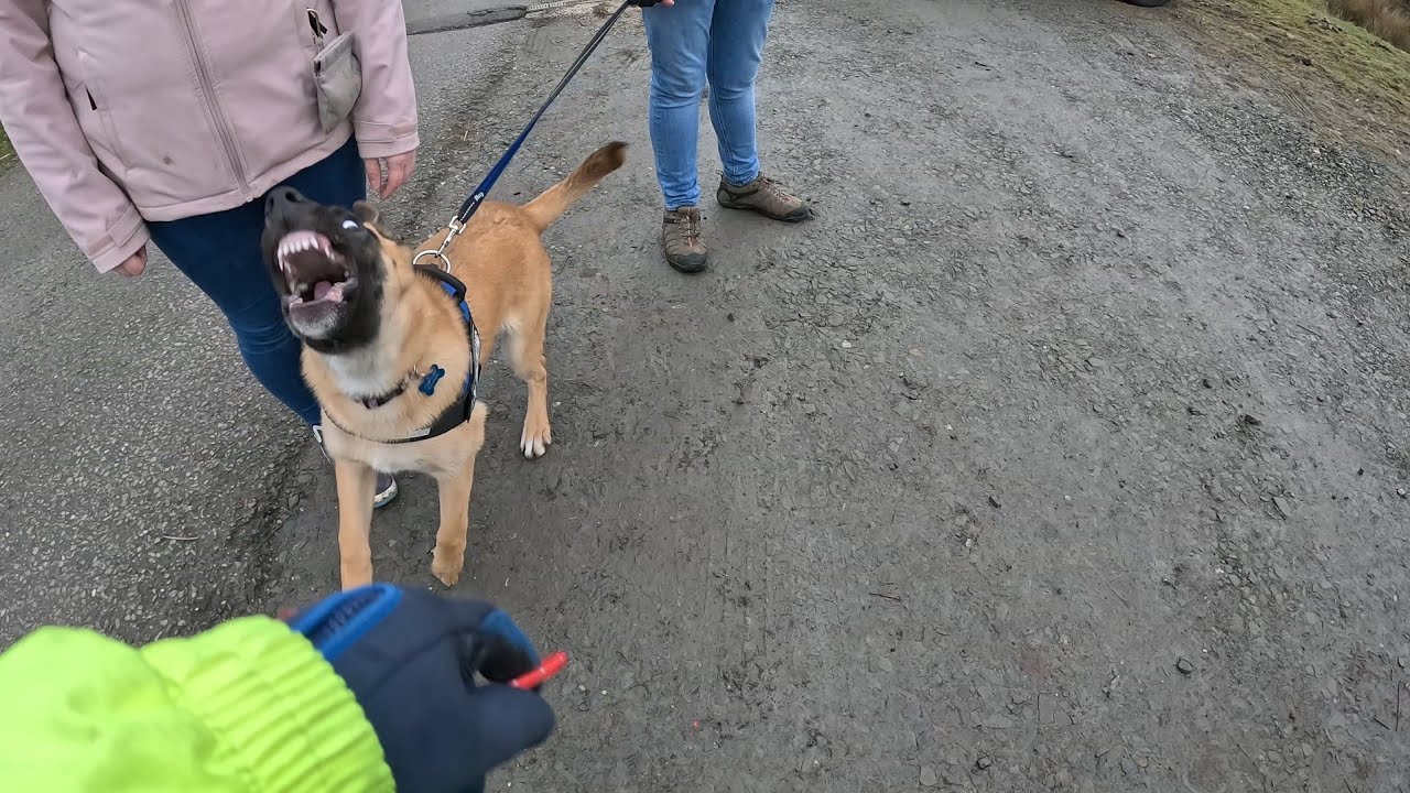 Reactive dog, Mal x GSD, Scooby Day 1 of 5. - YouTube