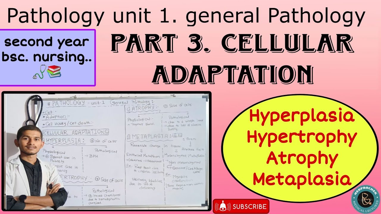 Cellular adaptation in pathology. Hyperplasia, hypertrophy, atrophy ...