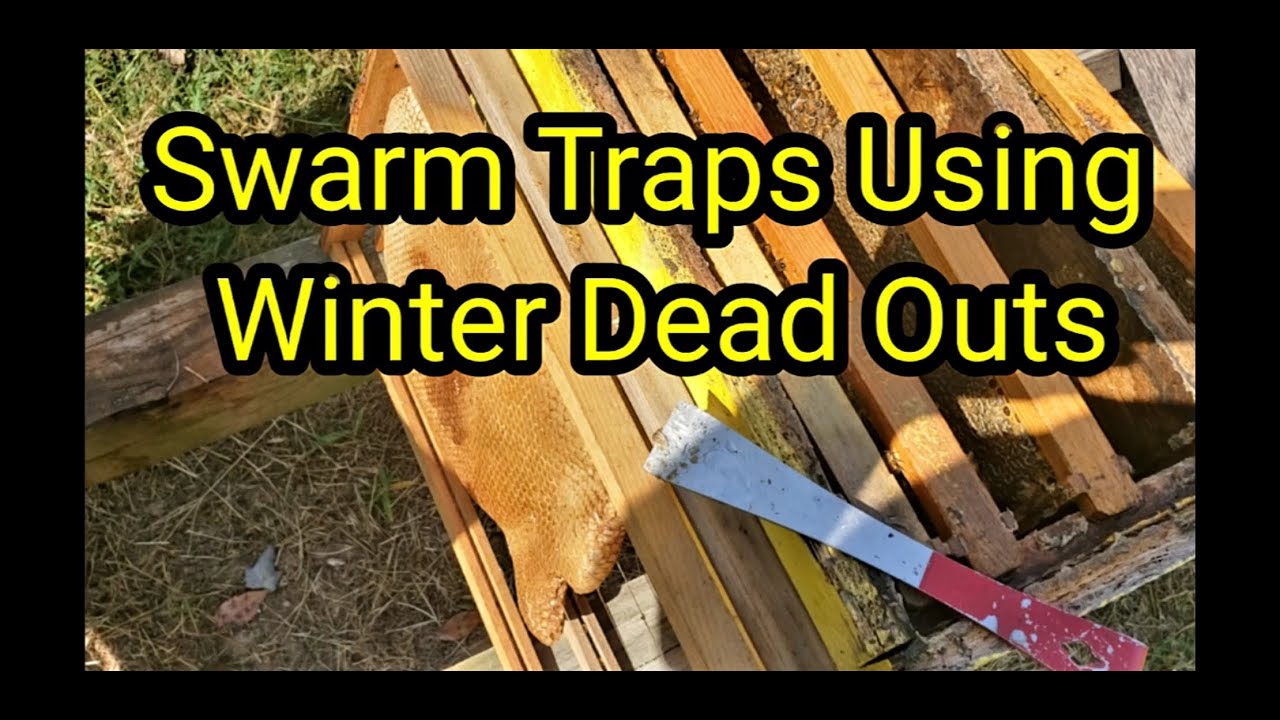 Swarm Traps Using Winter Dead Outs - YouTube