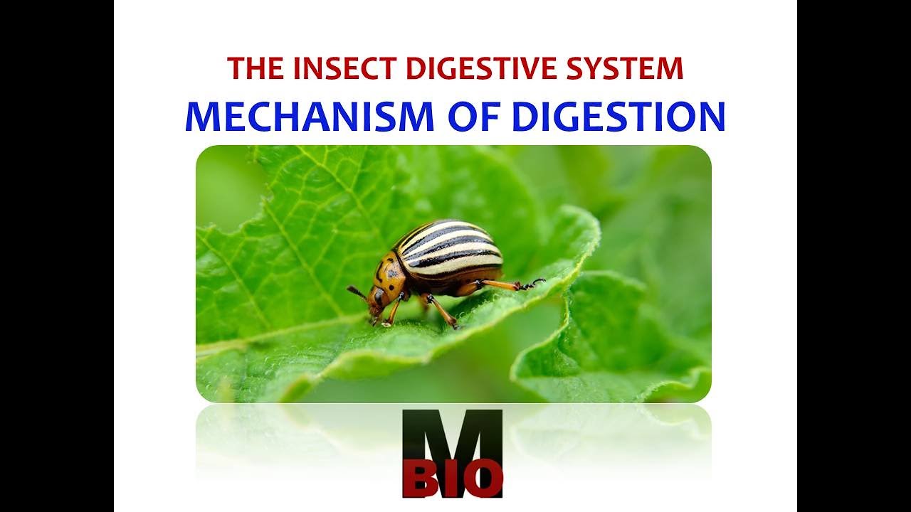 MECHANISM OF DIGESTION IN INSECTS - YouTube