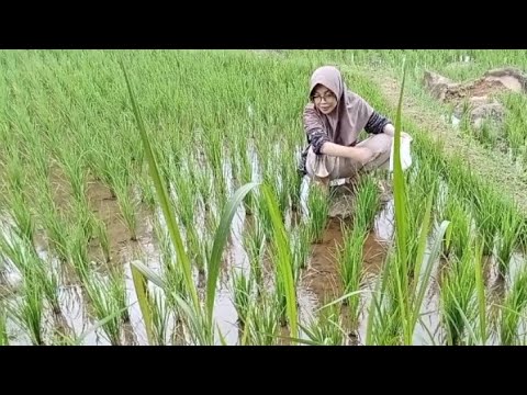 Cari Tutut sawah - YouTube