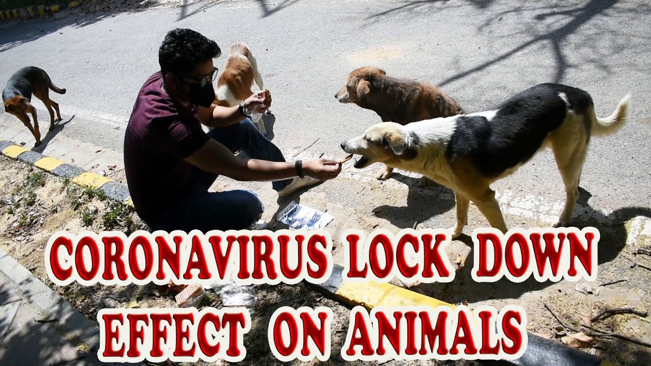 Coronavirus Lock Down Effects On Animals (India During Coronavirus ...