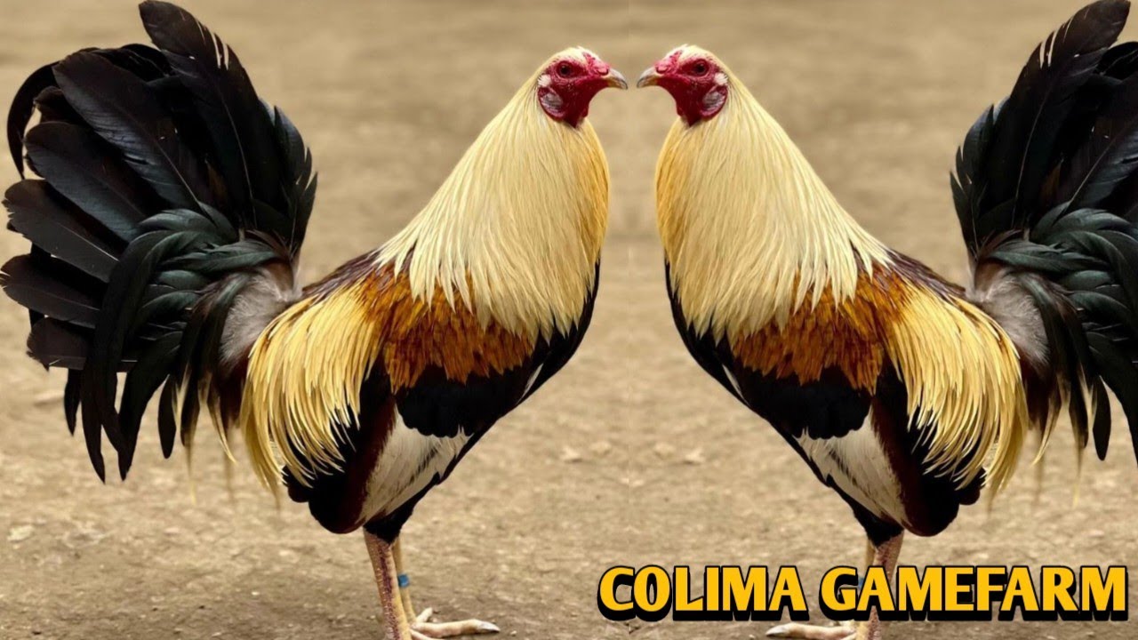 Grey Mclean hatch Albany - COLIMA FARM - YouTube