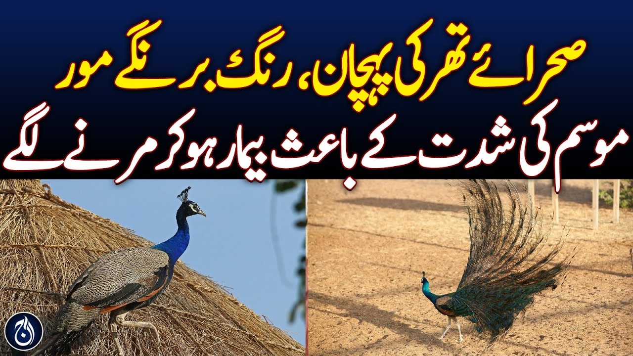 Colorful Peacocks Of Thar Desert Dying Due To Heat - Aaj News - Videos ...