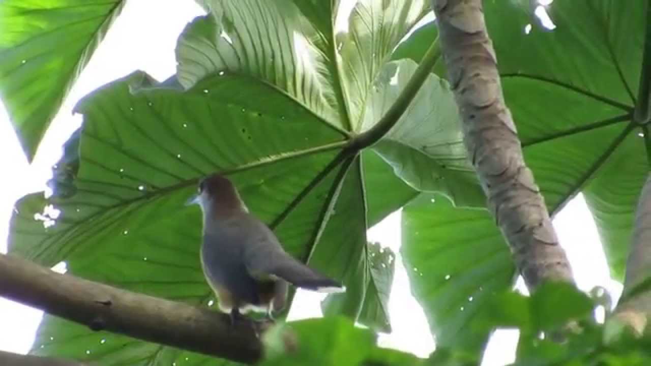 Jamaican Lizard Cuckoo - YouTube