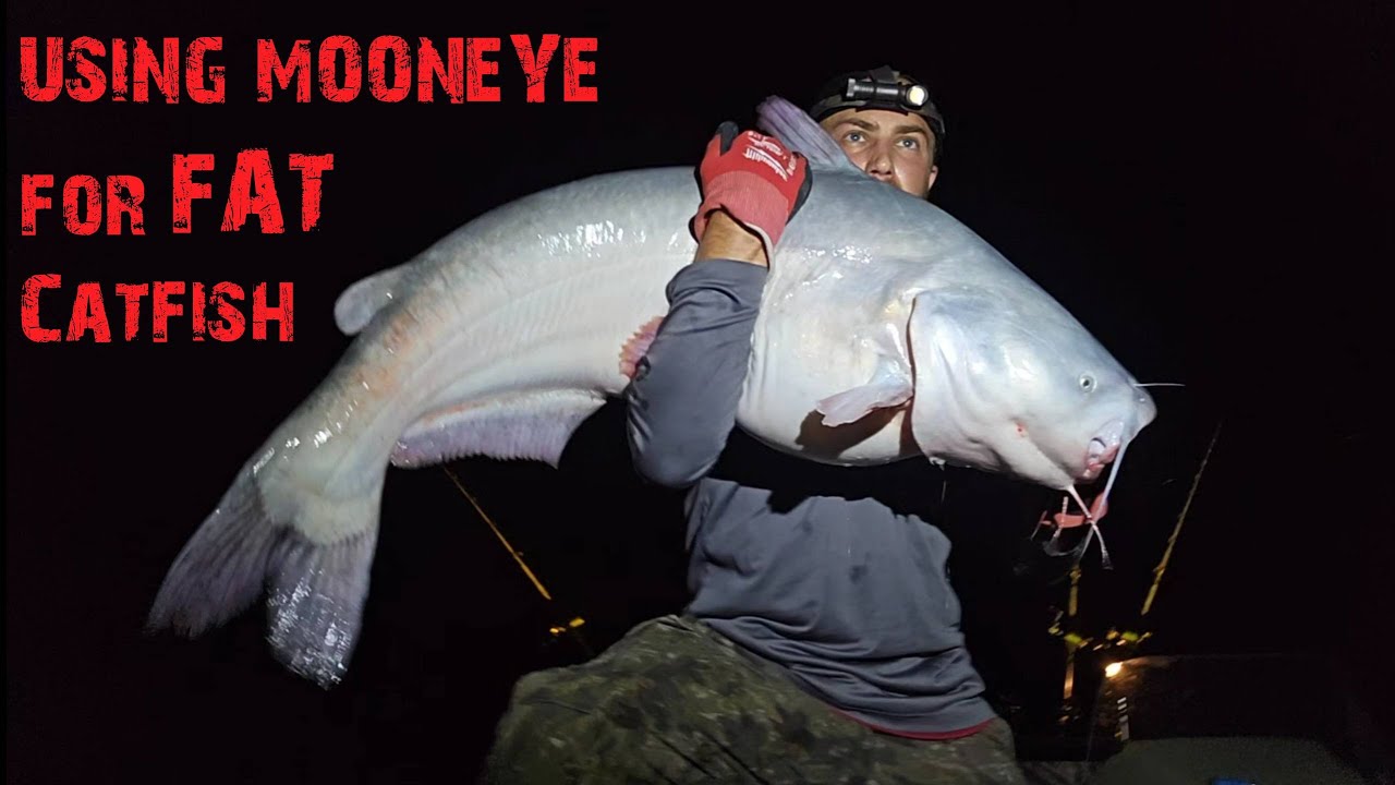 Breaking In My New Net With A Beast | Heat Wave Catfishing at Night ...