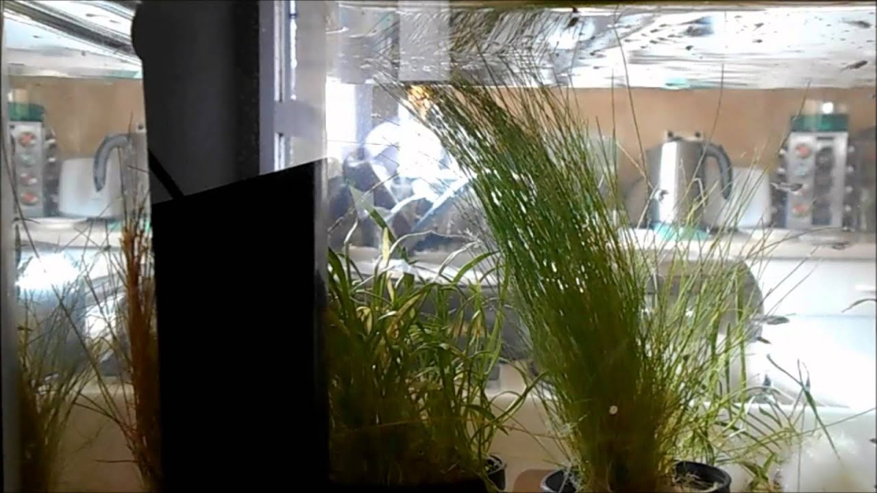 How to Breed White Cloud Mountain Minnow Fry Baby Fish - Feeding time ...