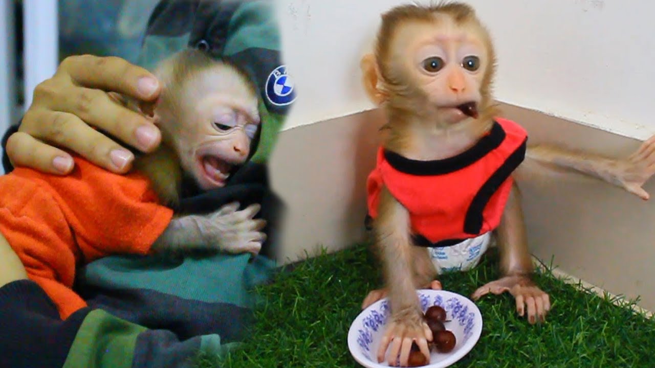 Funny Baby Monkey Ben Eating Grape Fruit Yummy, Very Smart Baby Monkey ...