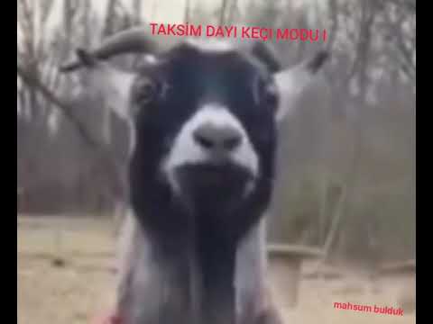 YENİ MUtlaka izle  keçi Taksim dayı komik montaj 2020 yenii izle keçi modu 😂