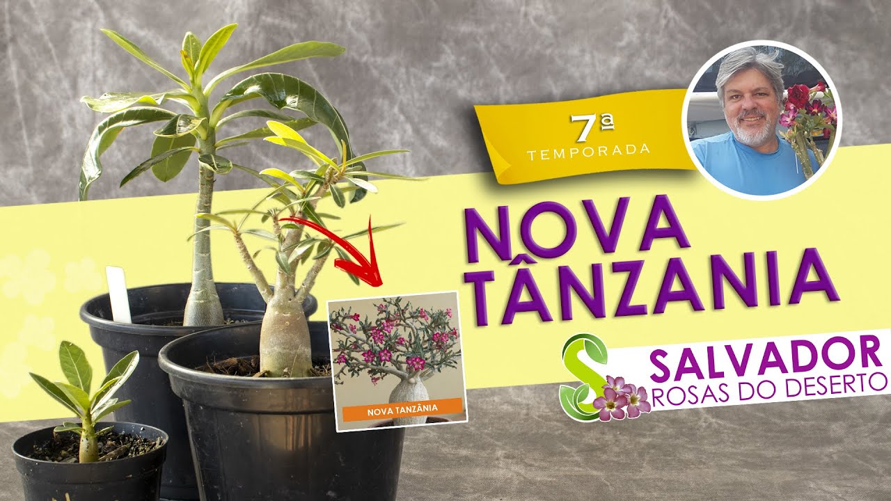 TUDO SOBRE A ADENIUM NOVA TANZANIA - YouTube