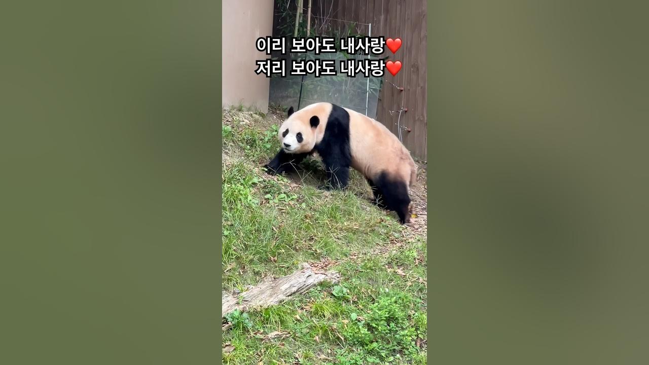 이리보아도 저리보아도 내사랑 ️푸바오의 등장은 항상 가슴설레입니다 ️콩닥福寶fubao푸바오 한국 태생 첫 판다 국적 대한민국 스타 판다 러바오아이바오 熊猫