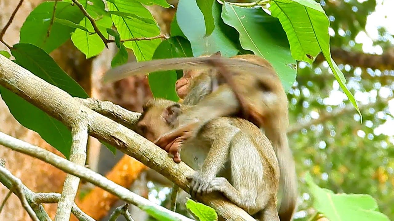 Pity baby monkey scared, the big one chases mom on the tree 🌳 😢 - YouTube