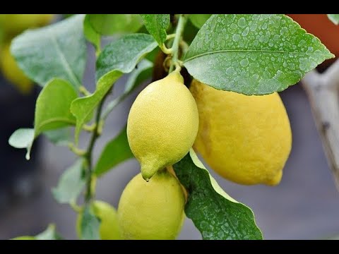 COMO SE DICE LIMÓN EN INGLÉS - YouTube